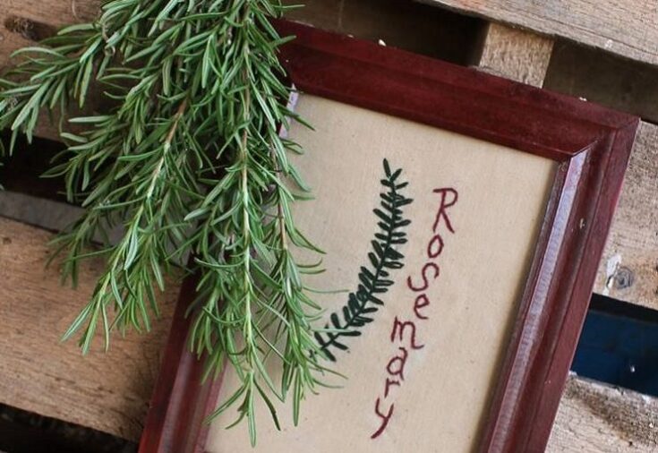 10 Reasons to Grow Rosemary - See Why It's a Must in Your Garden!